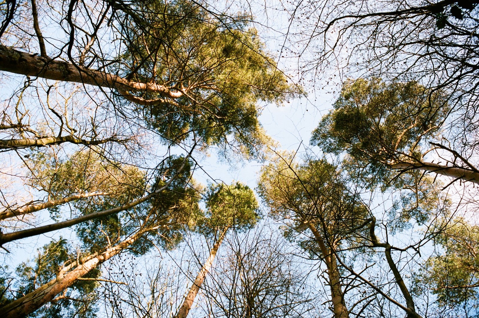 Pine tree canopy, Potten End, UK - Uncategorized - Photo.net