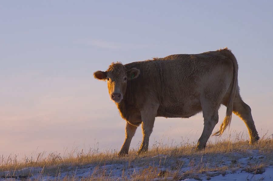 Your Model is a Real Cow - Nature - Photo.net