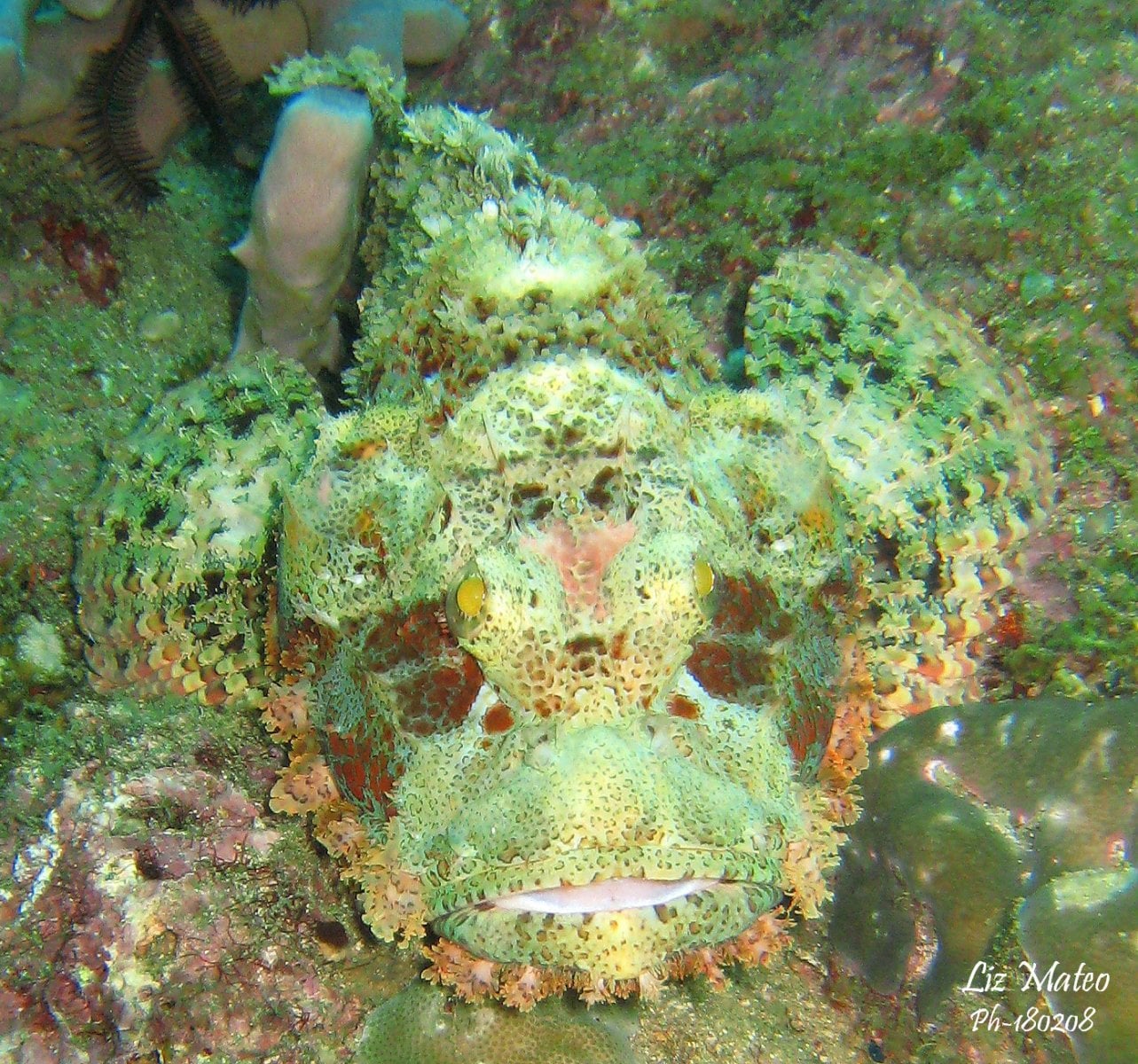Scorpion Fish - Uncategorized - Photo.net
