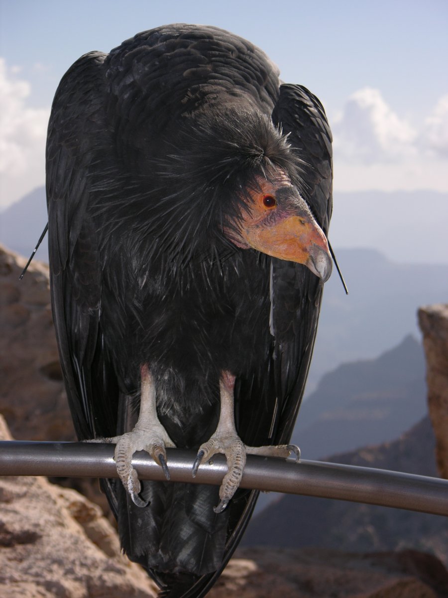 Condor at The Grand Canyon - Wildlife - Photo.net