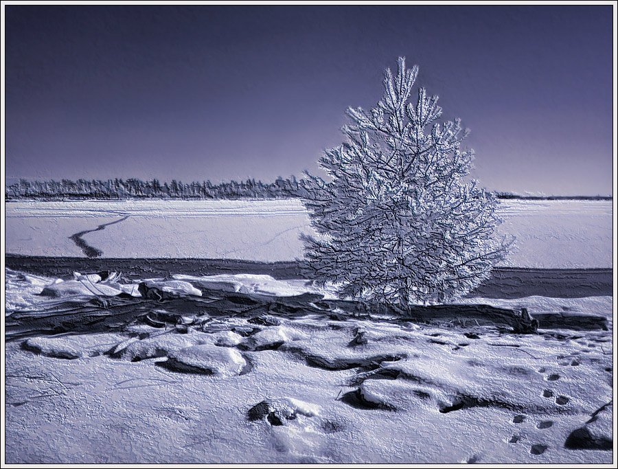 Winter Tree (IR) - Landscape - Photo.net