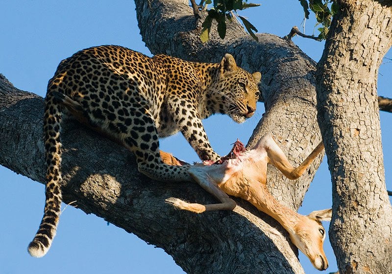 Leopard with Kill - Nature - Photo.net