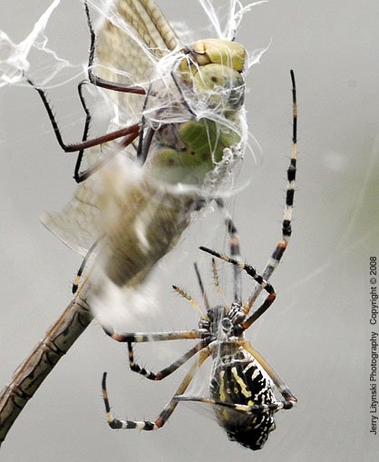 A spider at work - Macro - Photo.net