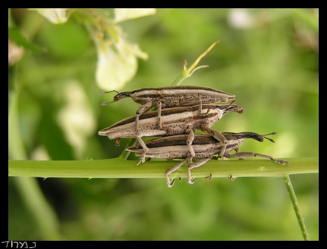 Animals having sex - Nature - Photo.net