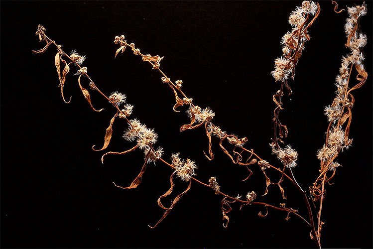 fall weeds - Flower - Photo.net