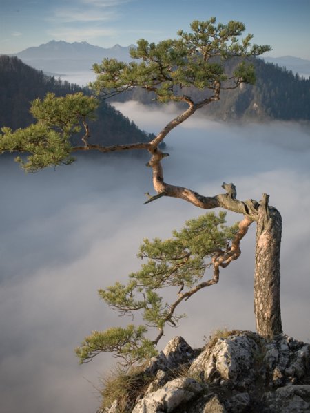 one of the most popular trees in Poland - Landscape - Photo.net