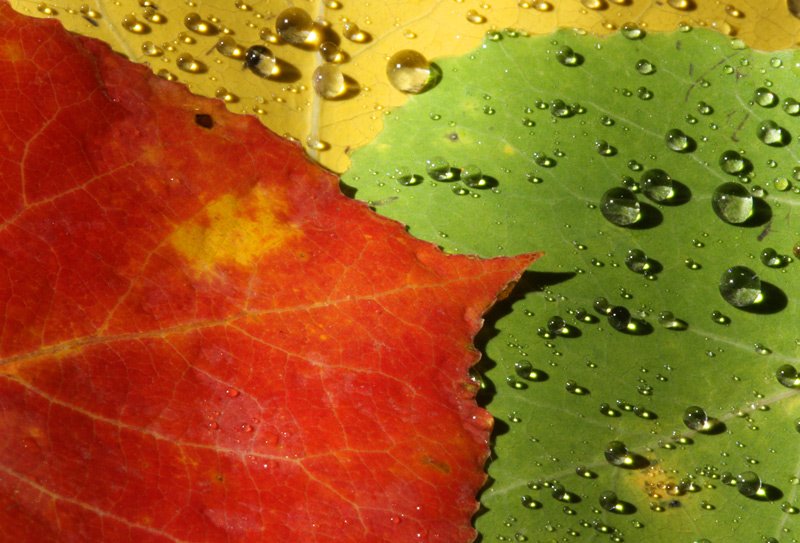Aspen Colors - Nature - Photo.net
