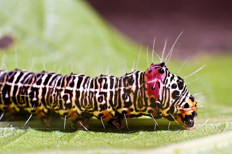 Grape Vine Moth Caterpillar - Macro - Photo.net