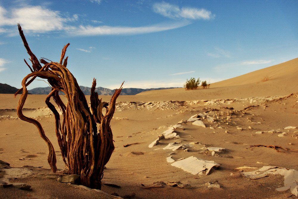 The Melting Tree - Landscape - Photo.net