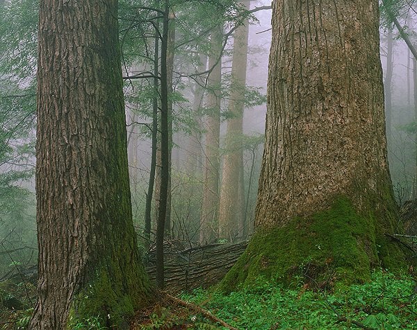 Smoky Mountains, old growth hemlock & tulip tree - Uncategorized ...