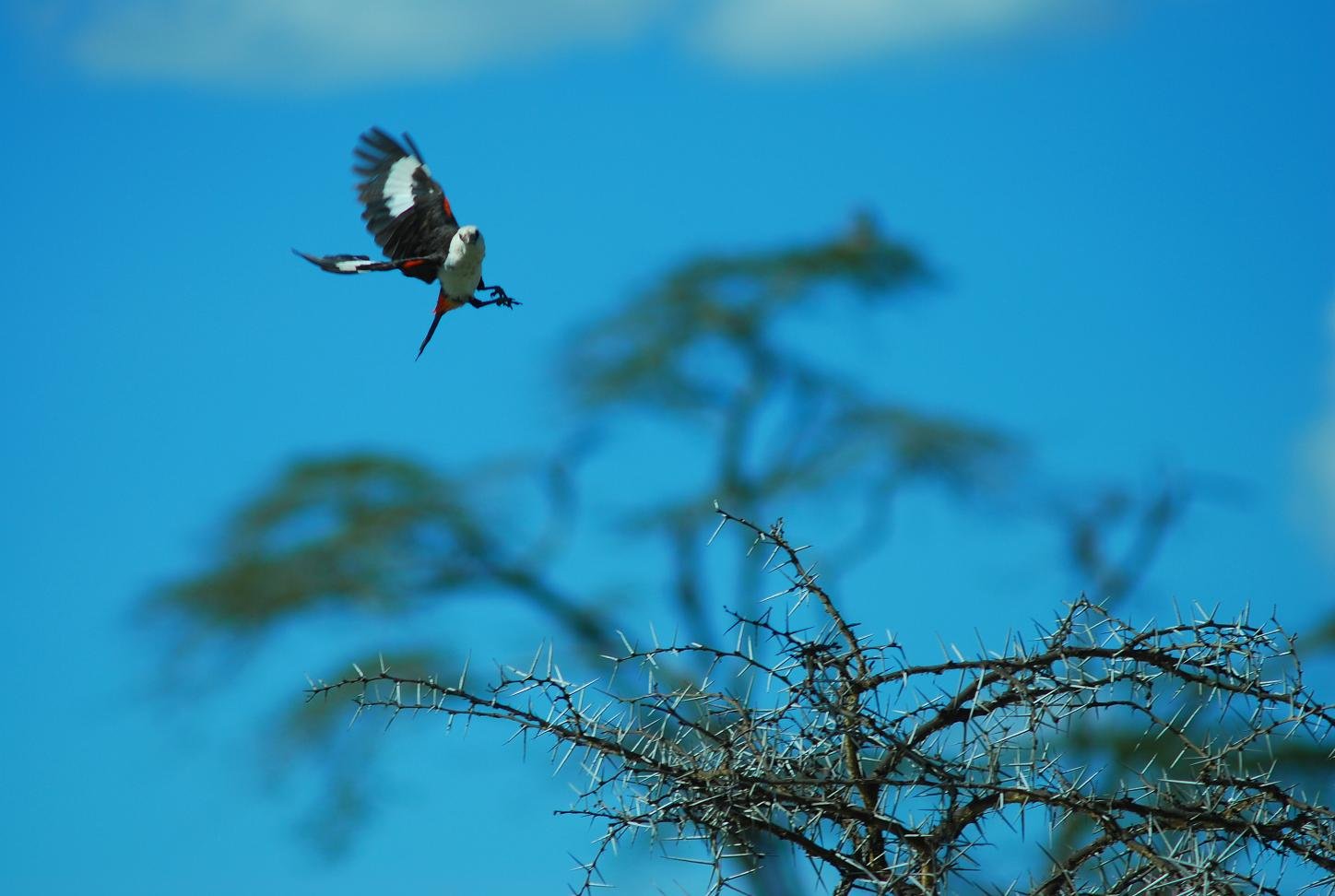 Bird (unknown species) caught on takeoff in the Serengeti National Park ...