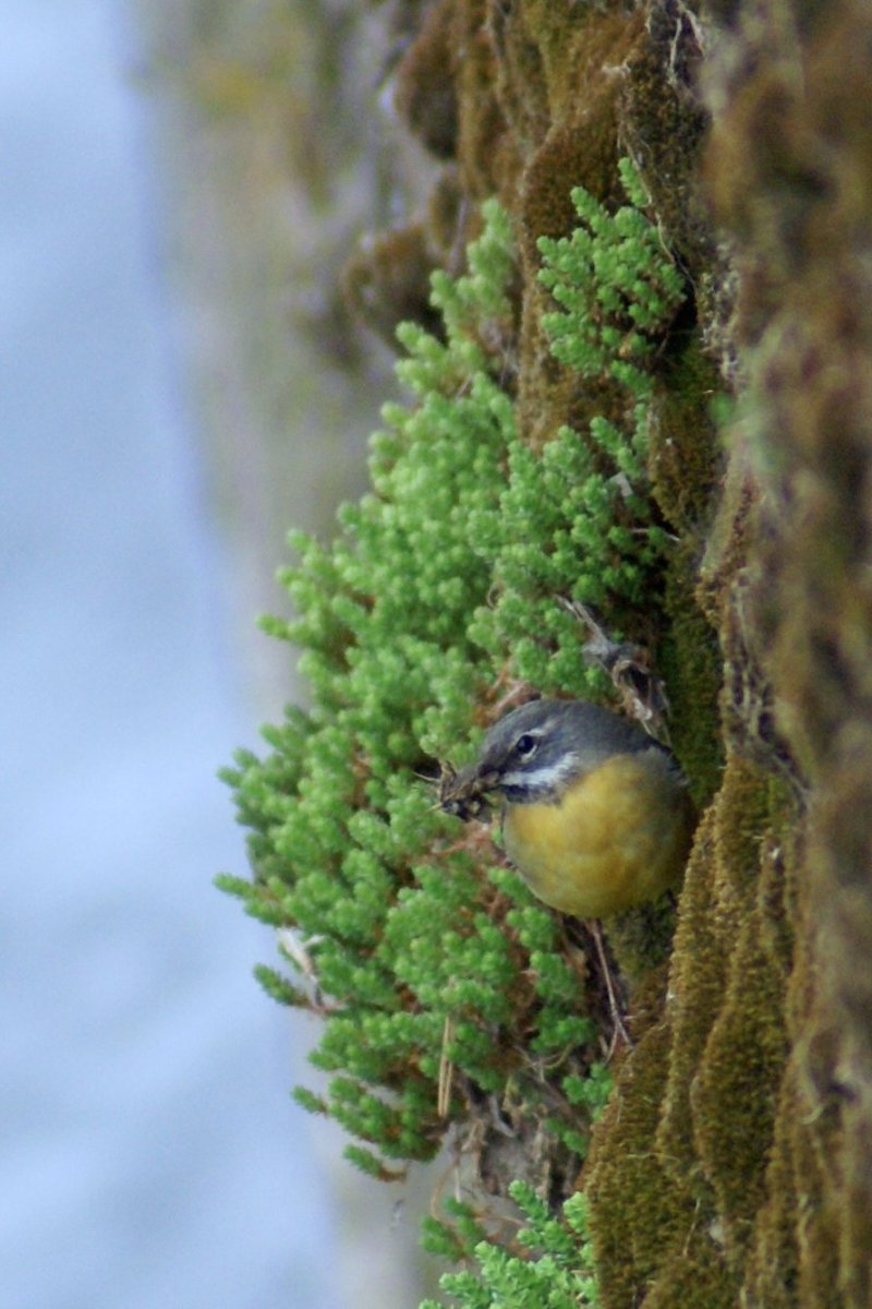 Grey Wag Tail seen playing on the River Wear in Durham UK. - Wildlife ...
