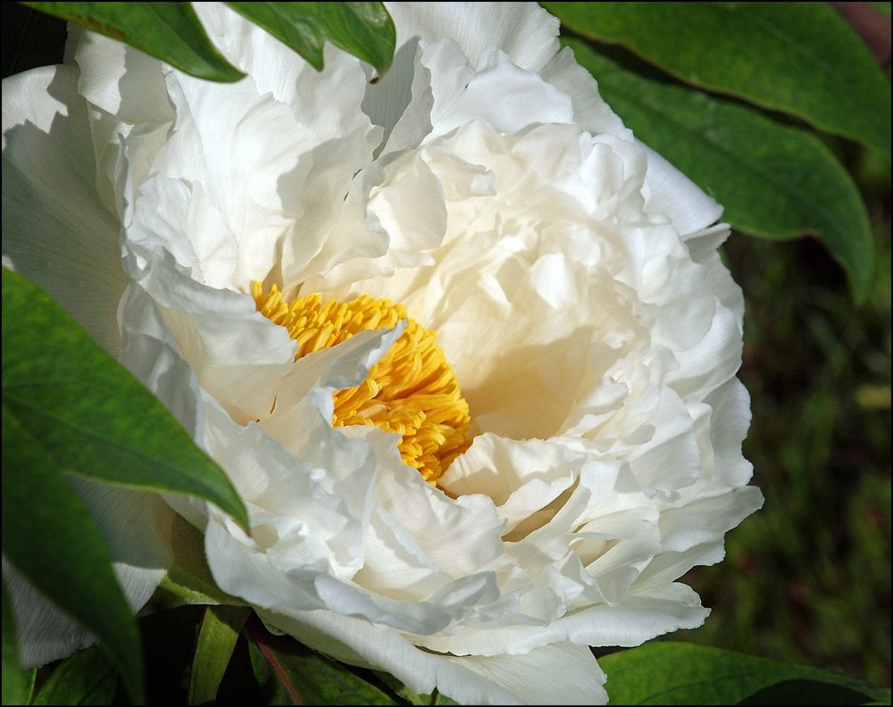 Tree Peony Profile - Flower - Photo.net