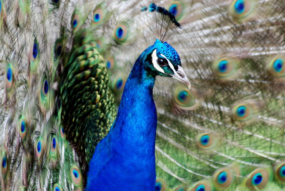 blu 4 u - Nature - Photo.net