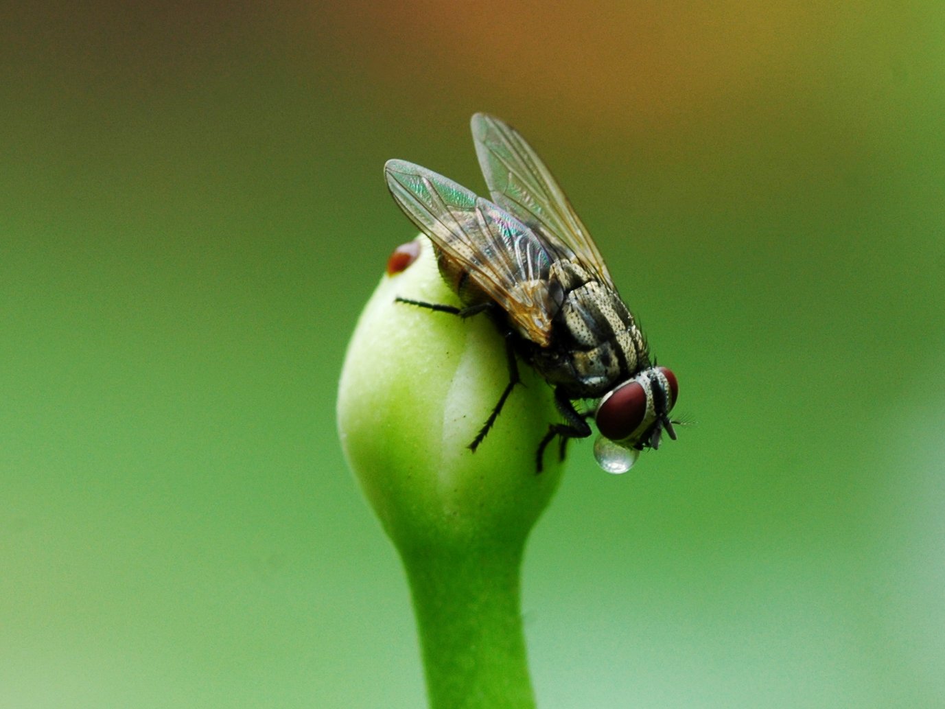 A Fly Shot Napping.... - Macro - Photo.net