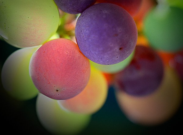Multi-colored grapes - Nature - Photo.net