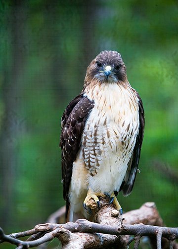 Red Tailed Hawk - Uncategorized - Photo.net