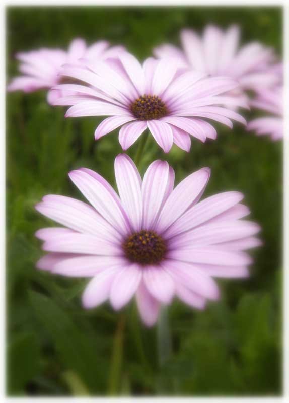 Soft daises, Exploring depth of field. - Uncategorized - Photo.net