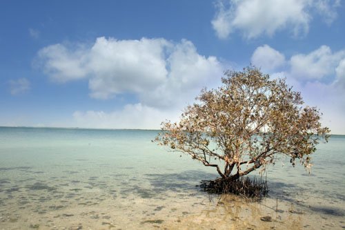 The mangrove tree, Abu Dhabi, UAE - Landscape - Photo.net