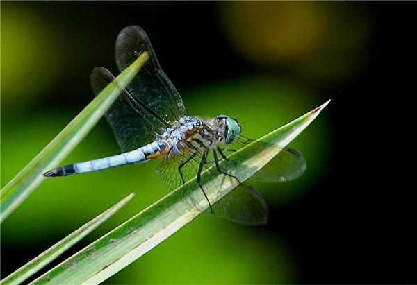 Of Dragons and Damsels - No Words - Photo.net