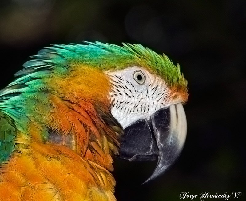 Guacamaya Hibrida - Wildlife - Photo.net