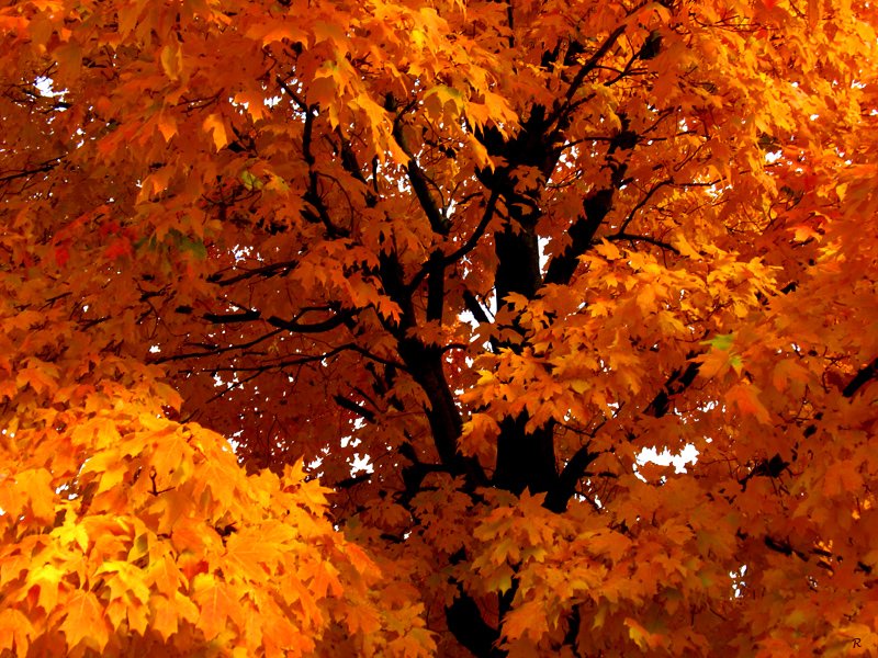 The Giving Tree - Nature - Photo.net