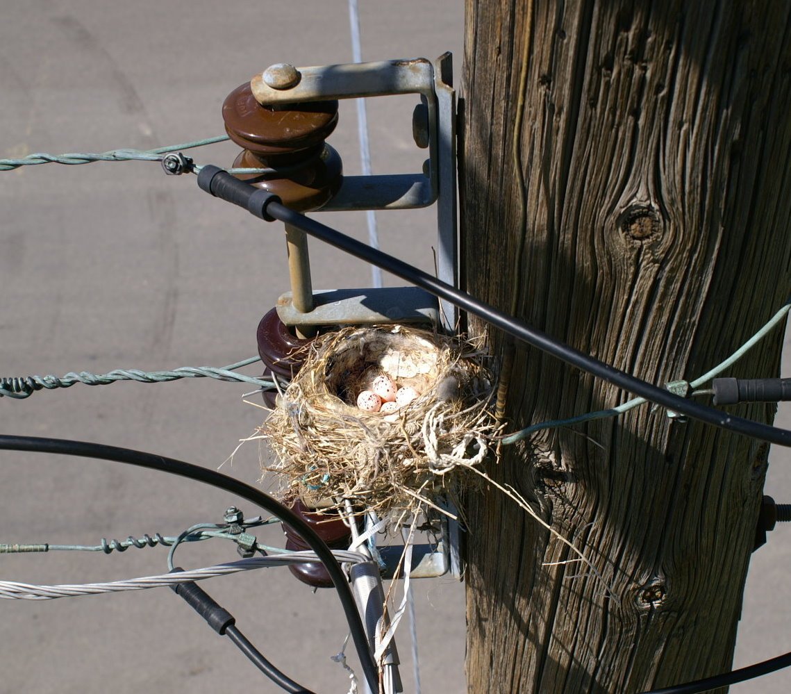 A birds nest on the power lines - Wildlife - Photo.net