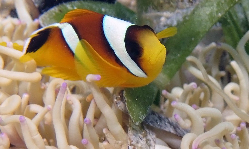nemo - Underwater - Photo.net