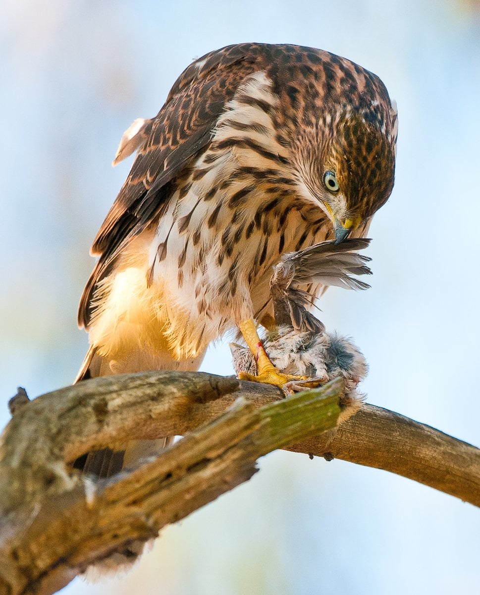 Coopers hawk with prey - Wildlife - Photo.net