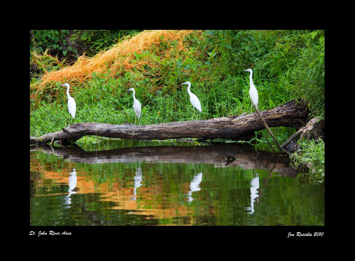 Egrets on St. John River - Wildlife - Photo.net