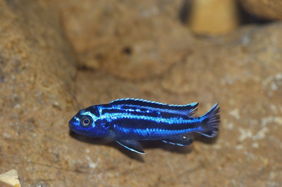 Melanochromis cyaneorhabdos, African Cichlid indigenous to Lake Malawi ...