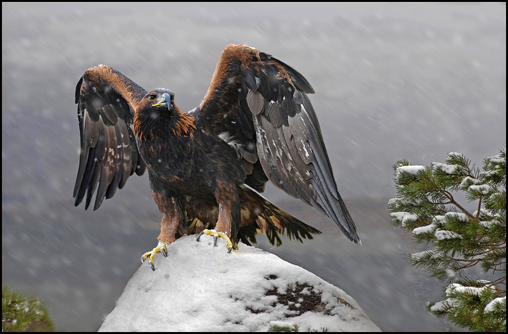 Golden Eagle Scotland - Wildlife - Photo.net