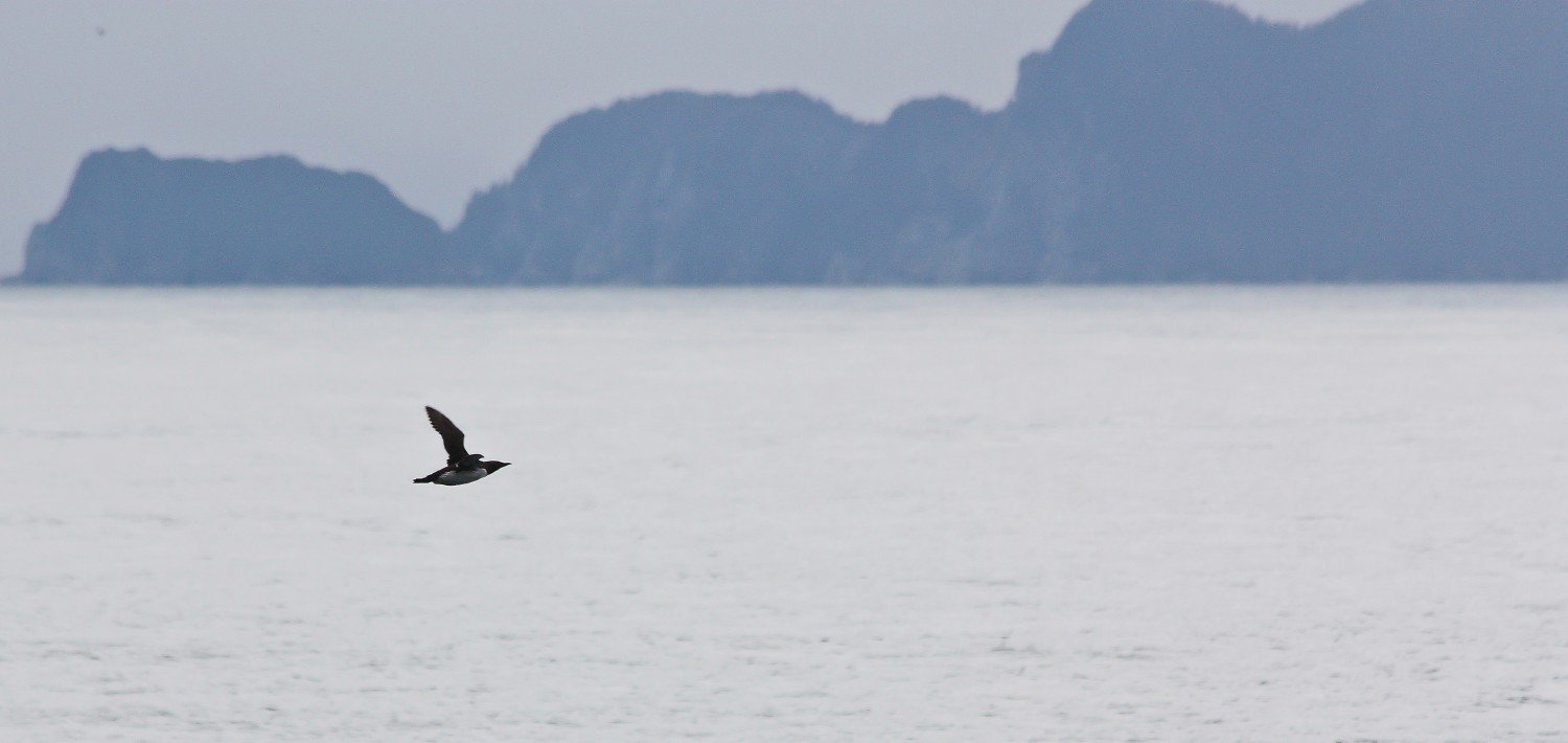 Free Bird, Kenai Fjords National Park - Nature - Photo.net
