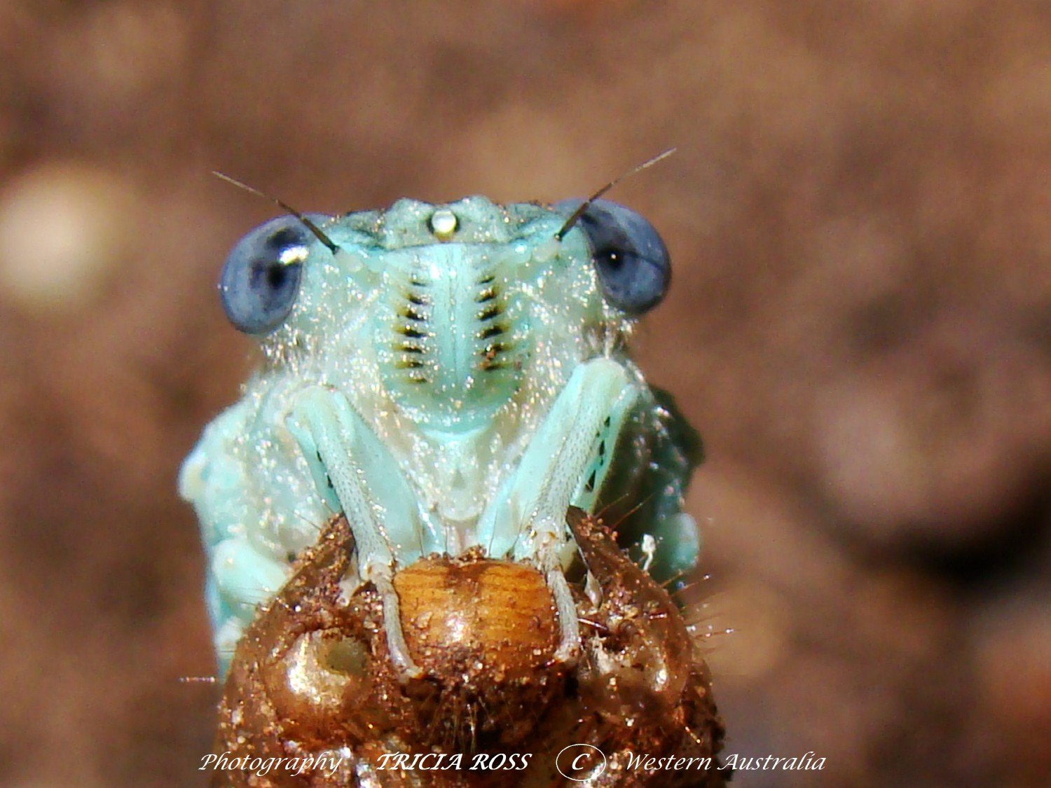 Cicada emerging from Larvae Shell - Uncategorized - Photo.net