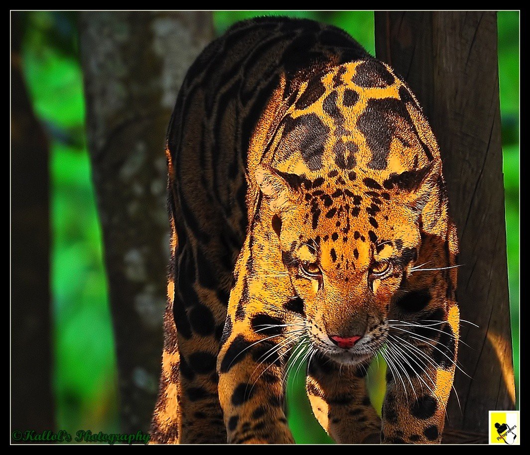 Clouded leopard (Neofelis nebulosa). - Nature - Photo.net