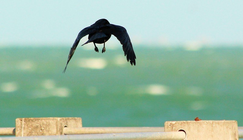 Crow taking off - Wildlife - Photo.net
