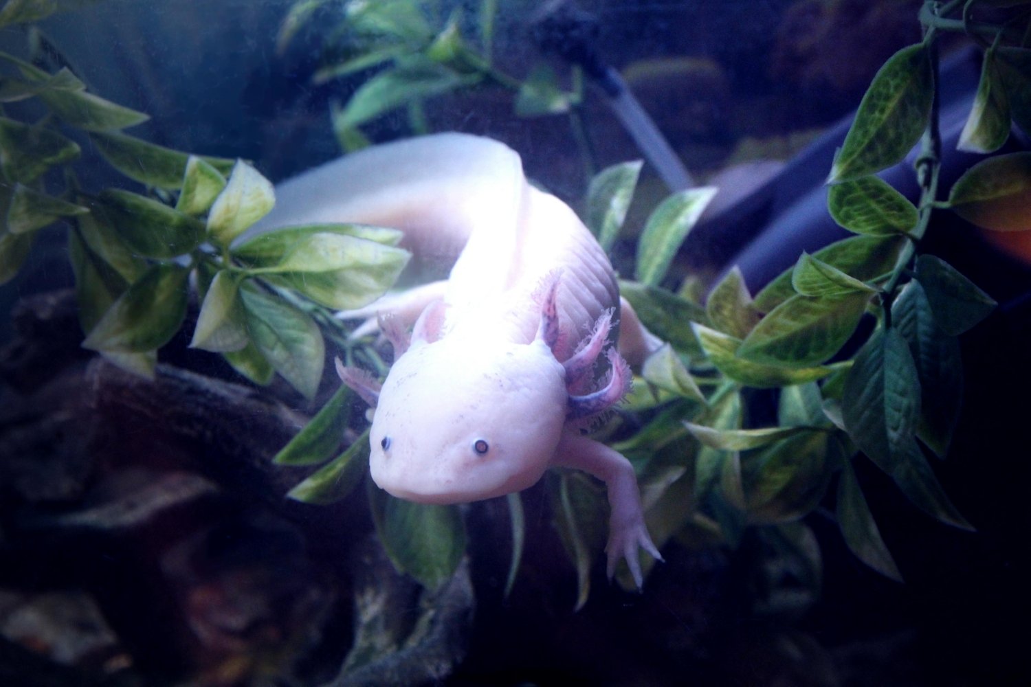 Axolotl salamander - Uncategorized - Photo.net