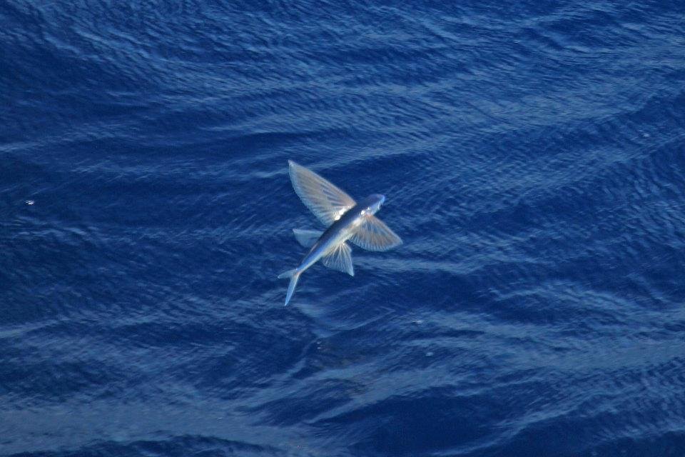 Fish can fly ! - Uncategorized - Photo.net