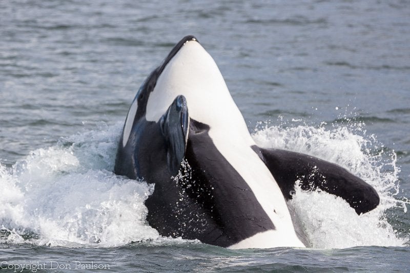Breaching Orca Whale - Nature - Photo.net