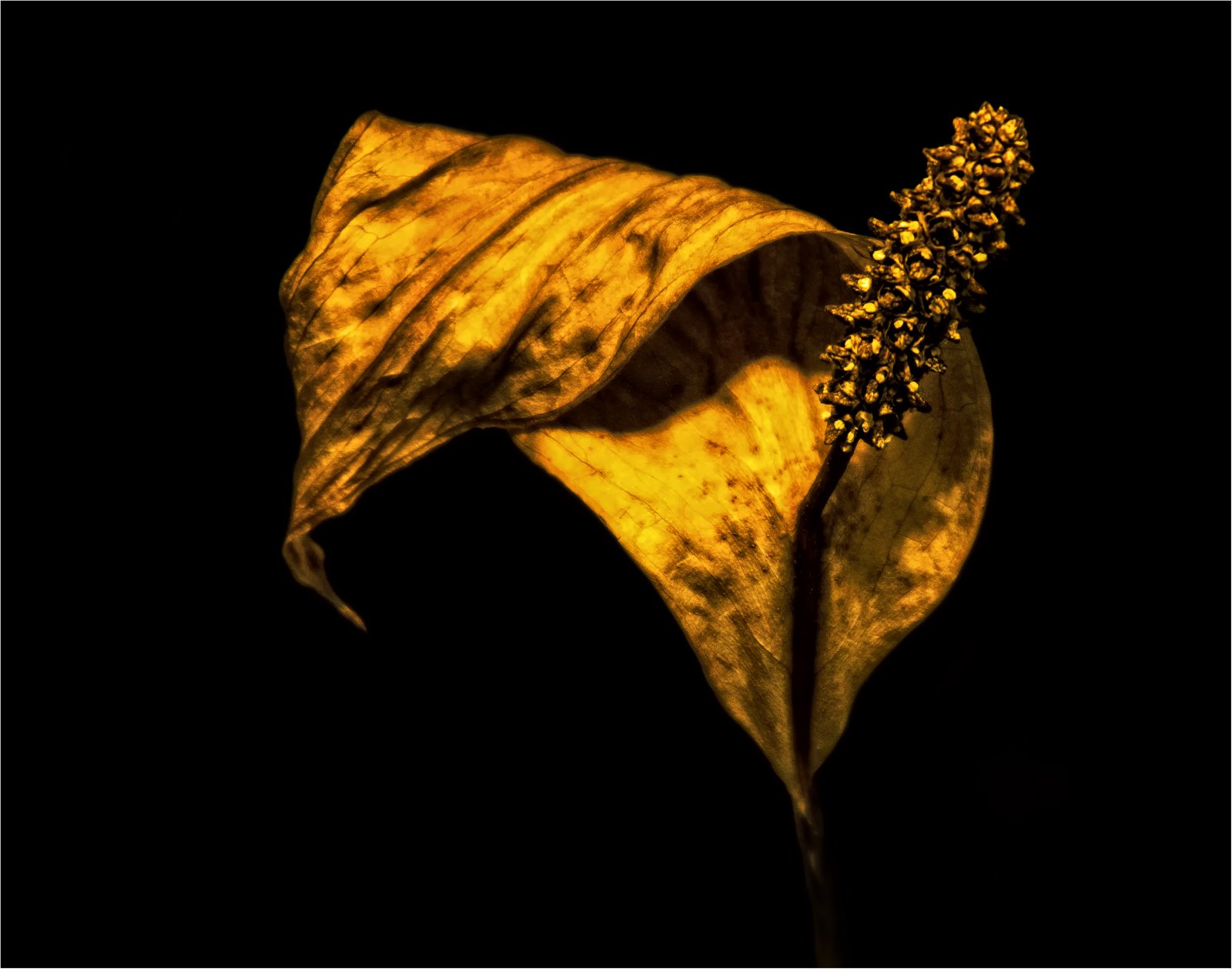 The Withering Beauty of the Spathiphyllum wallisii, commonly known as ...