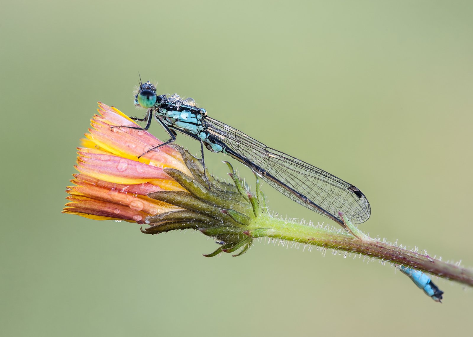 Flower & Damsel - Macro - Photo.net