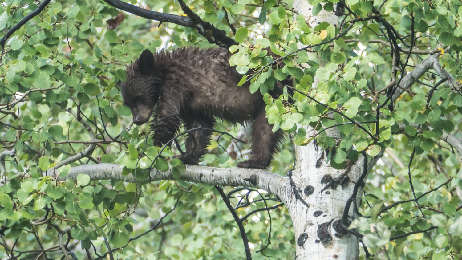 Black bear cub high in an aspen tree - Nature - Photo.net