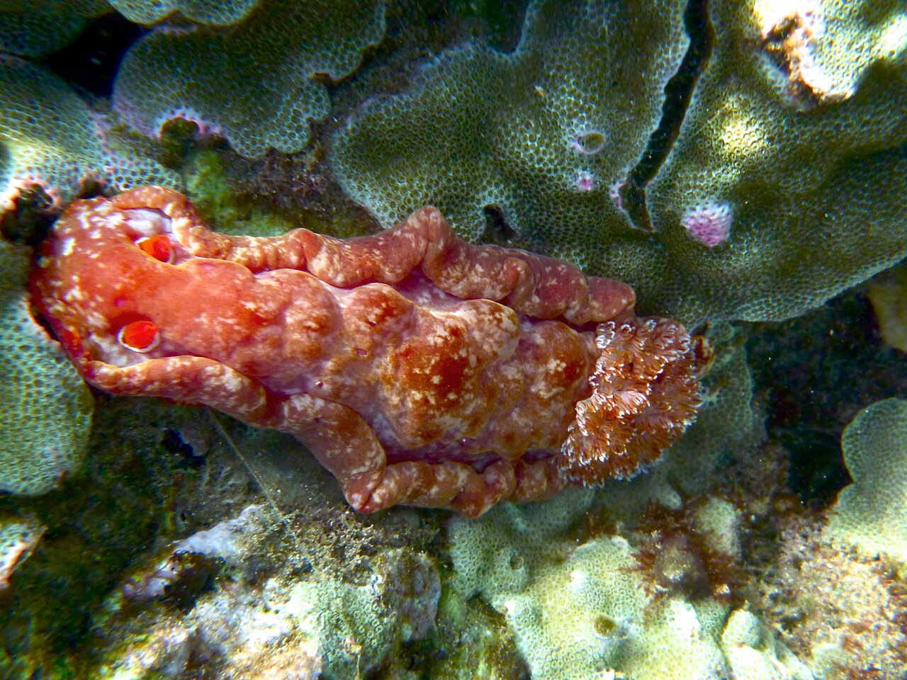Sea Slug: Redmargin Spanish Dancer During Daytime - Underwater - Photo.net