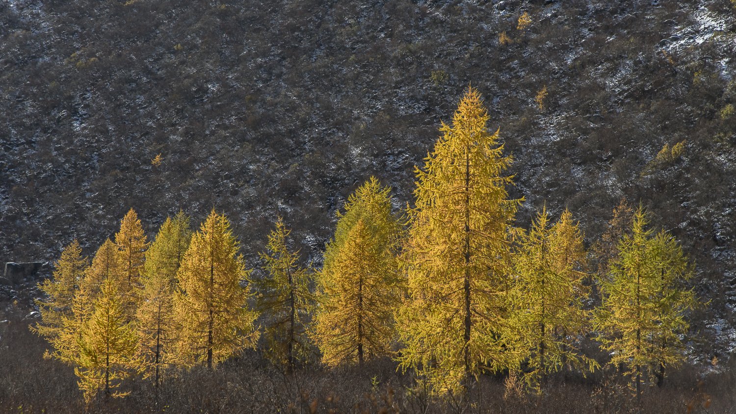 golden larches in Val di Genova - Landscape - Photo.net