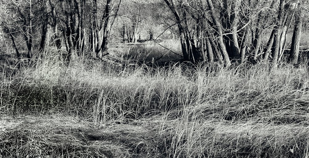 Forest - Landscape - Photo.net