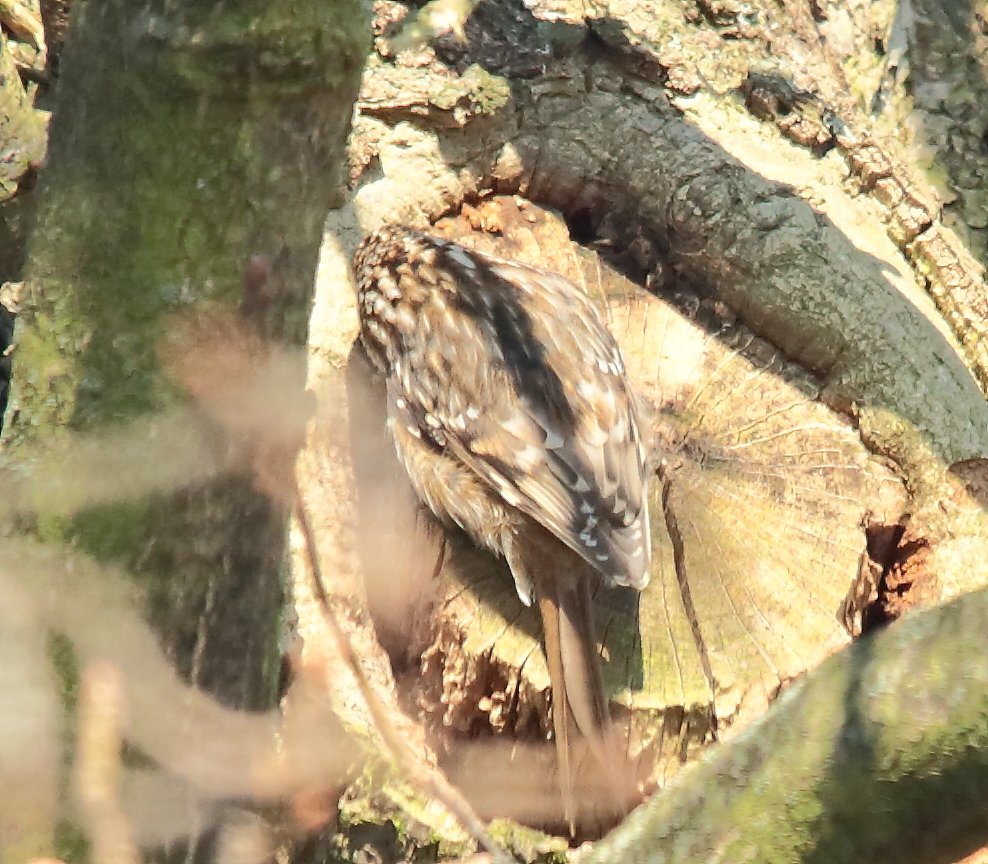 Short-toed Treecreeper on oak - Wildlife - Photo.net