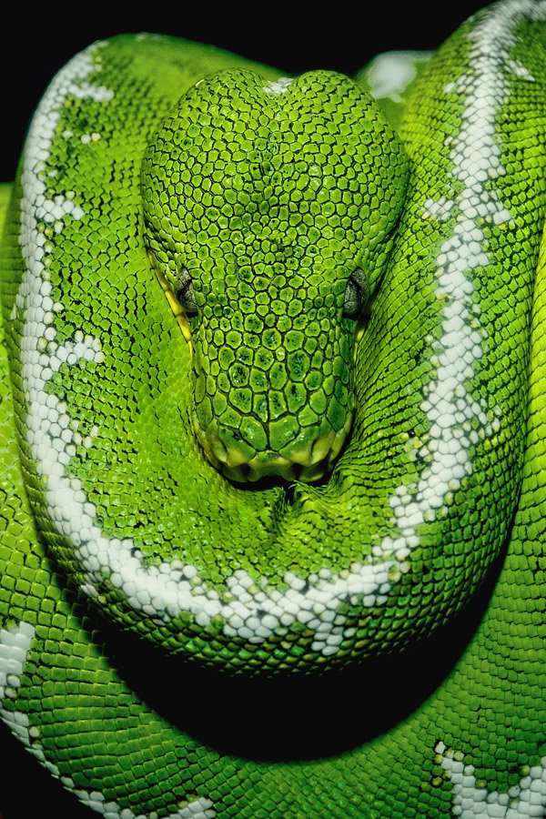 Emerald Tree Boa - Nature - Photo.net