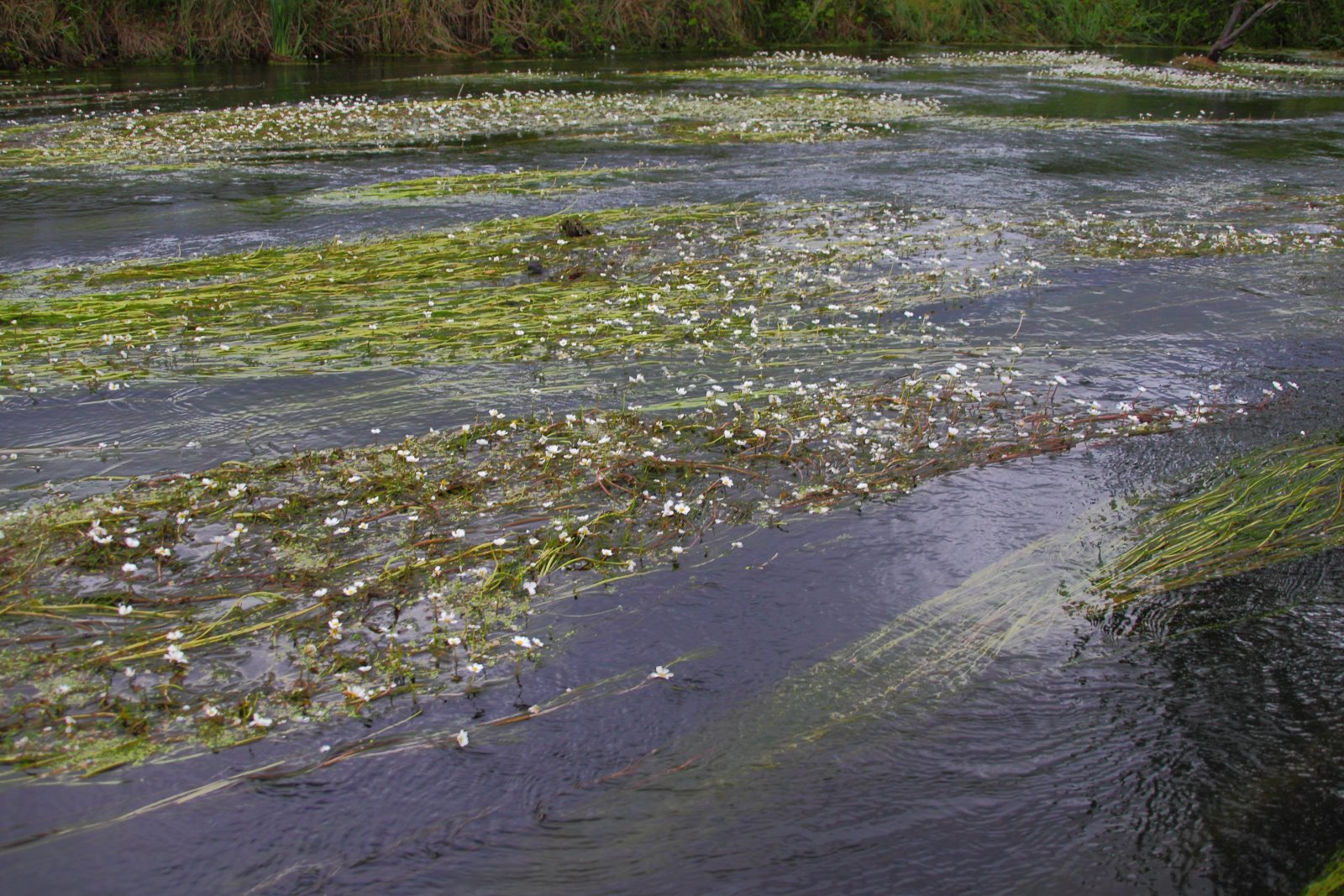 quiet natural water flow through aquatic vegetation - Landscape - Photo.net