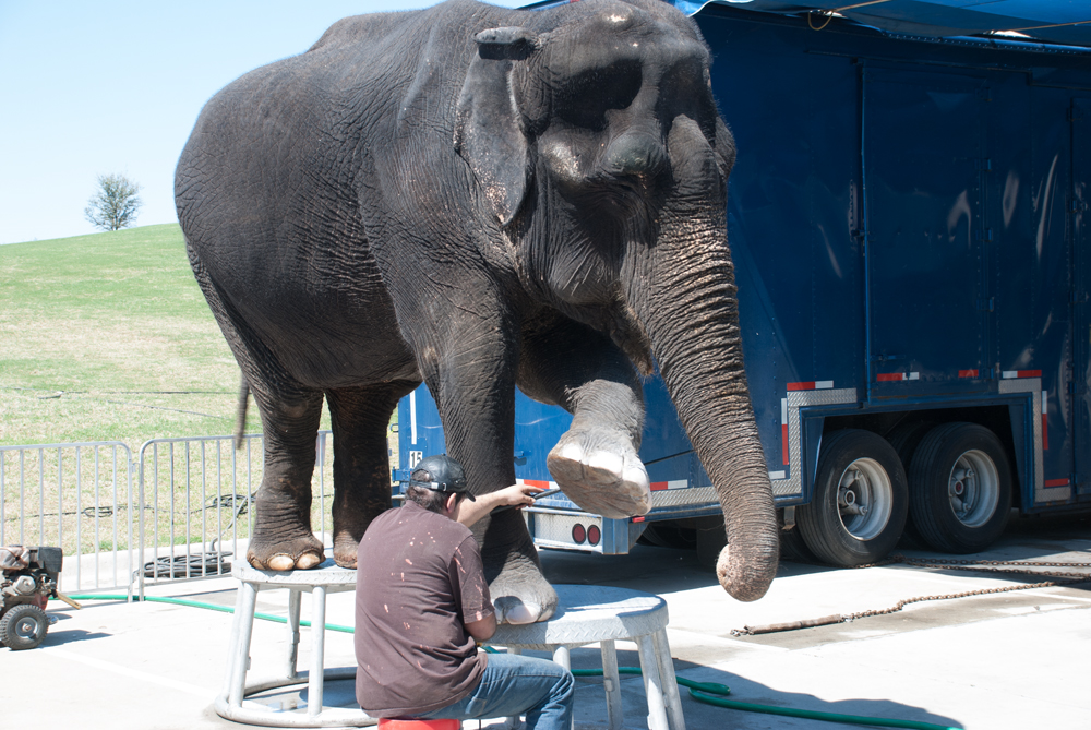 Ringling Bros. Barnum & Bailey fold their tents - No Words - Photo.net