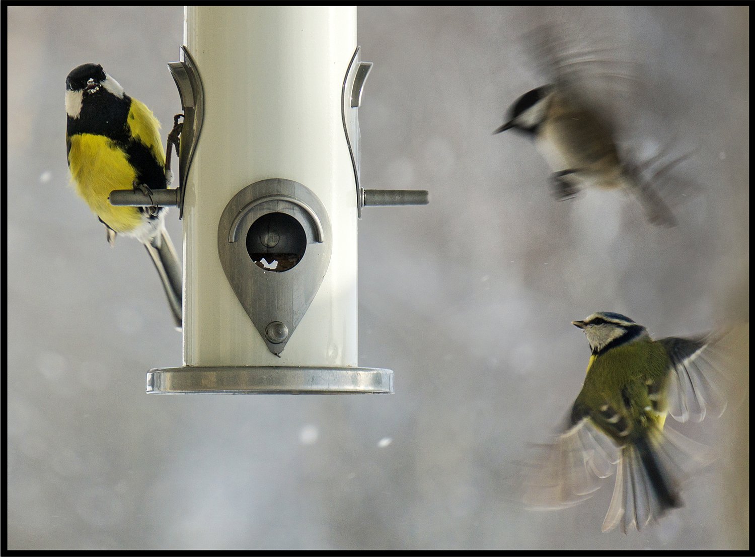 Birds - Wildlife - Photo.net